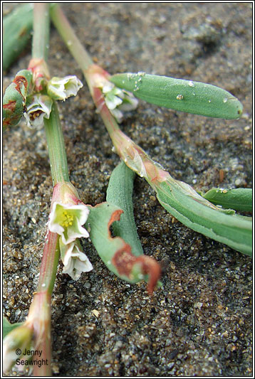 Irish Wildflowers - Ray's Knotgrass, Polygonum oxyspermum subsp raii