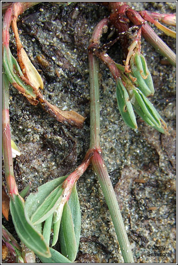 Irish Wildflowers - Ray's Knotgrass, Polygonum oxyspermum subsp raii