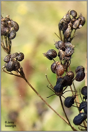 Irish Wildflowers - Greater Burnet-saxifrage