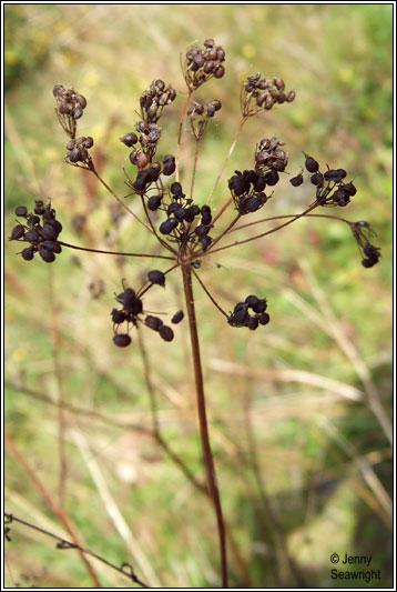 Irish Wildflowers - Greater Burnet-saxifrage, Pimpinella major