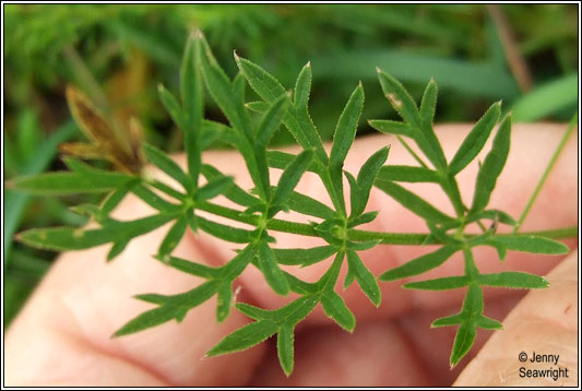 Irish Wildflowers - Burnet-saxifrage, Pimpinella saxifraga