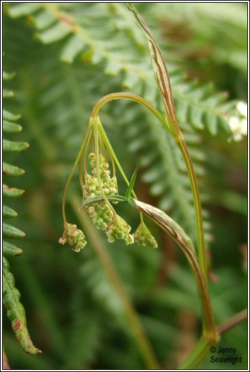 Irish Wildflowers - Burnet-saxifrage, Pimpinella saxifraga