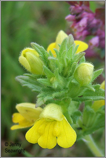 Irish Wildflowers - Yellow Bartsia, Parentucellia viscosa