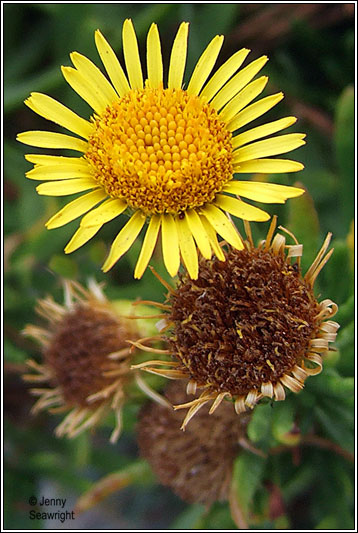 Irish Wildflowers - Golden Samphire, Inula crithmoides