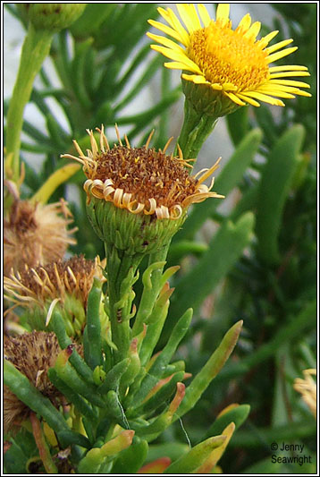 Irish Wildflowers - Golden Samphire, Inula crithmoides