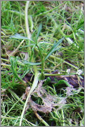 Irish Wildflowers - Lesser Marshwort, Apium inundatum