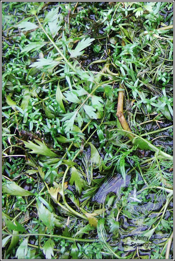Irish Wildflowers - Lesser Marshwort, Apium inundatum