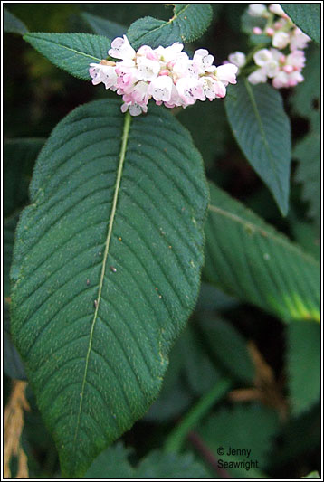 Irish Wildflowers - Lesser Knotweed, Persicaria campanulata