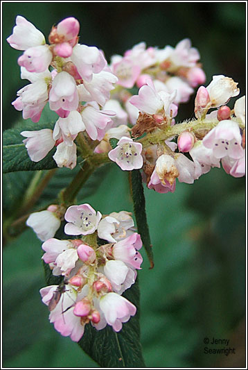 Irish Wildflowers - Lesser Knotweed, Persicaria campanulata