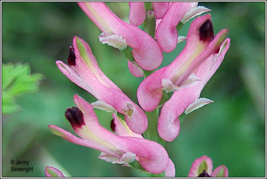 Irish Wildflowers - Tall Ramping-fumitory, Fumaria bastardii