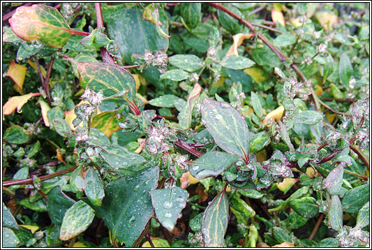 Irish Wildflowers - Babingtons Orache, Atriplex glabriuscula
