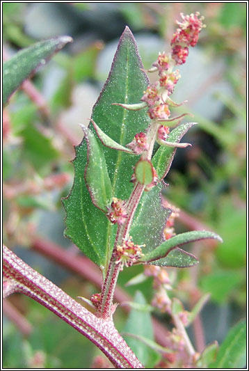Irish Wildflowers - Babingtons Orache, Atriplex glabriuscula
