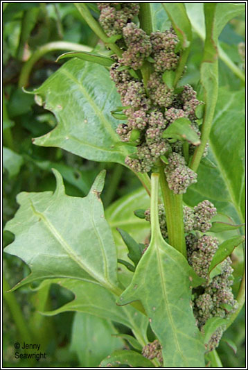 Irish Wildflowers - Red Goosefoot, Chenopodium rubrum