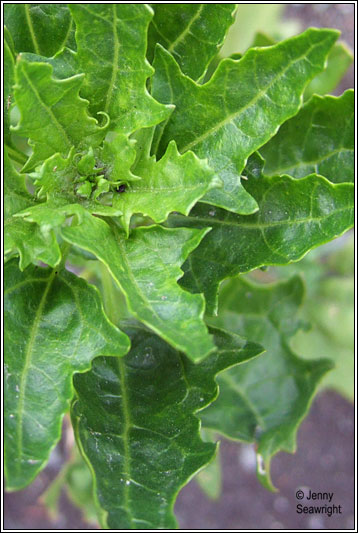 Irish Wildflowers - Red Goosefoot, Chenopodium rubrum