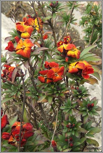 Irish Wildflowers - Wallflower, Erysimum cheiri