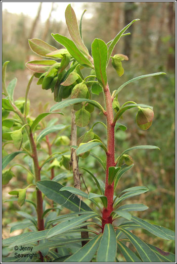 Irish Wildflowers - Wood Spurge, Euphorbia amygdaloides