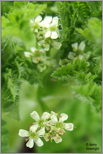 Irish Wildflowers - Bur Chervil, Anthriscus caucalis