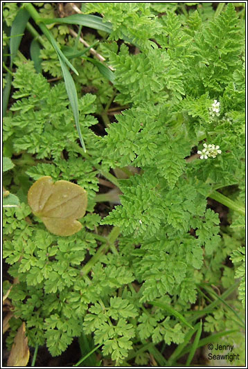 Irish Wildflowers - Bur Chervil, Anthriscus caucalis