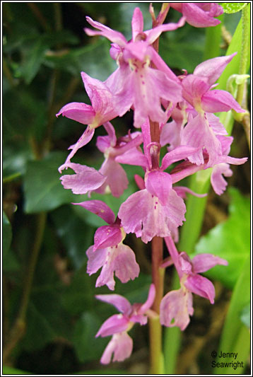 Irish Wildflowers - Early Purple Orchid, Orchis mascula