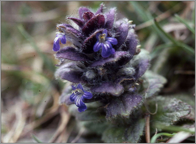 Irish Wildflowers - Pyramidal Bugle, Ajuga pyramidalis