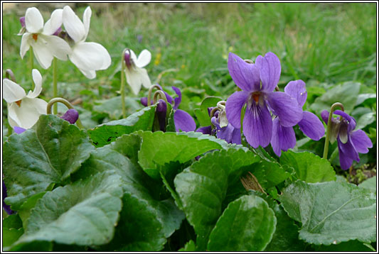 Irish Wildflowers - Sweet Violet, Viola odorata