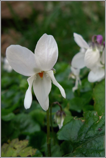 Irish Wildflowers - Sweet Violet, Viola odorata