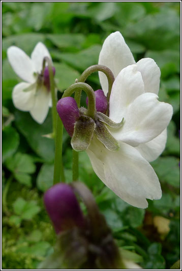 Irish Wildflowers - Sweet Violet, Viola odorata