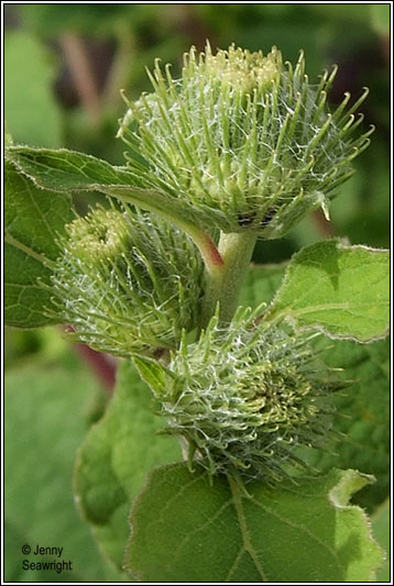 Irish Wildflowers - Wood Burdock, Arctium nemorosum