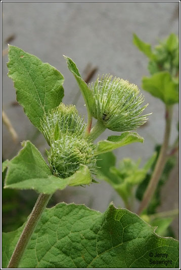 Irish Wildflowers - Wood Burdock
