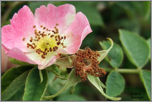 Irish Wildflowers - Sherard's Downy-rose, Rosa sherardii
