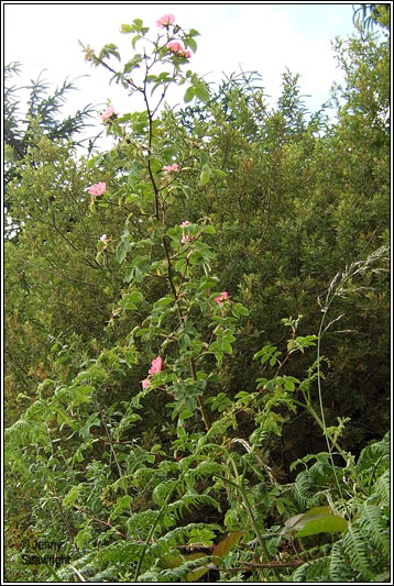 Irish Wildflowers - Sherard's Downy-rose, Rosa sherardii