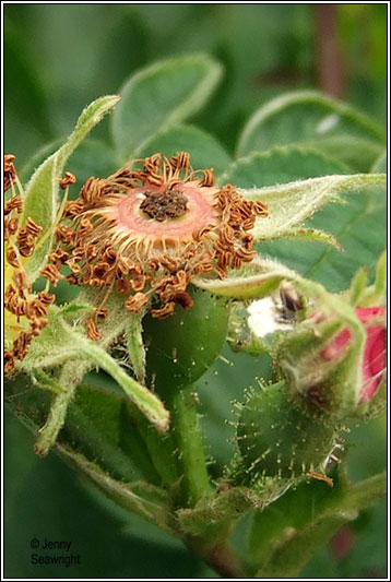 Irish Wildflowers - Sherard's Downy-rose, Rosa sherardii