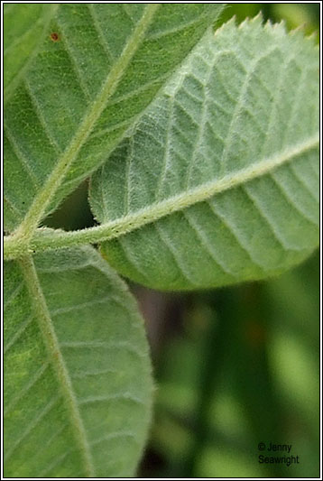 Irish Wildflowers - Sherard's Downy-rose, Rosa sherardii