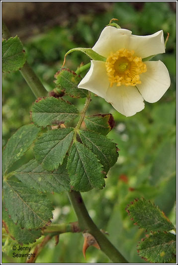 Irish Wildflowers - Small-leaved Sweet-briar, Rosa agrestis