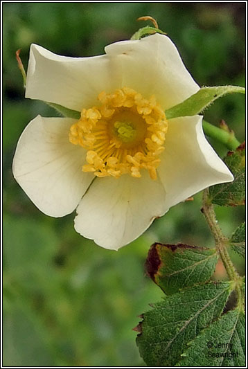 Irish Wildflowers - Small-leaved Sweet-briar, Rosa agrestis