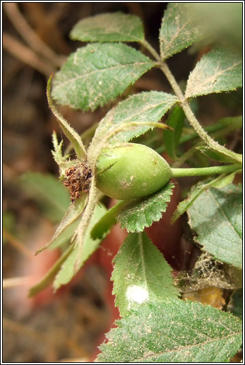 Irish Wildflowers - Small-leaved Sweet-briar, Rosa agrestis