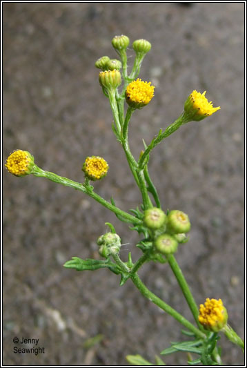 Irish Wildflowers - Senecio jacobaea subsp. jacobaea var. nudus