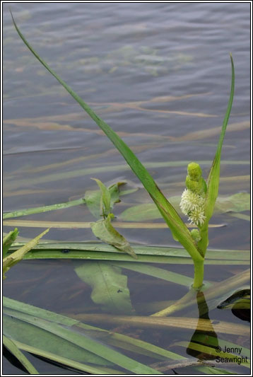 Irish Wildflowers - Unbranched Bur-reed, Sparganium emersum