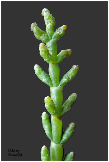Irish Wildflowers - Common Glasswort, Salicornia europaea