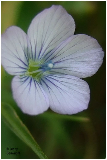 Irish Wildflowers - Pale Flax, Linum bienne