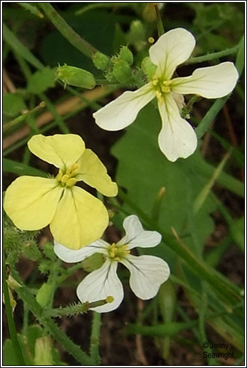Irish Wildflowers - Wild Radish, Raphanus raphanistrum subsp raphanistrum