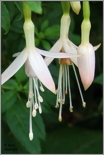 Irish Wildflowers - White Fuchsia