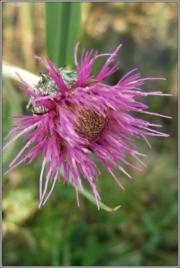 Irish Wildflowers - Meadow Thistle, Cirsium dissectum