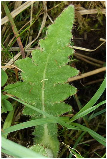 Irish Wildflowers - Meadow Thistle, Cirsium dissectum