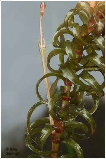 Irish Wildflowers - Nuttall's Waterweed, Elodea nuttallii
