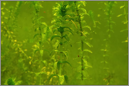 Irish Wildflowers - Canadian Waterweed, Elodea canadensis