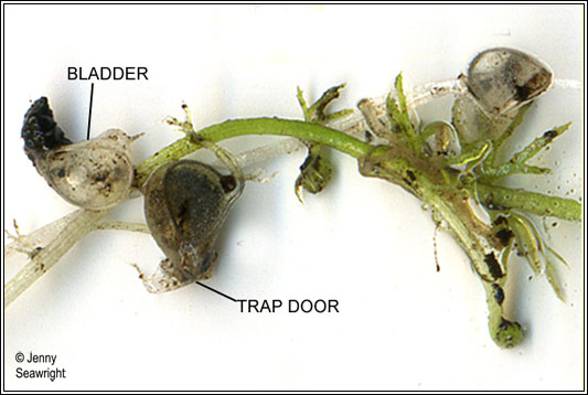 Irish Wildflowers - Bladderwort, Utricularia