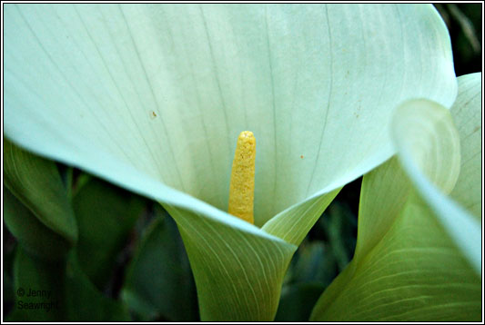 Irish Wildflowers - Easter Lily, Zantedeschia aethiopica