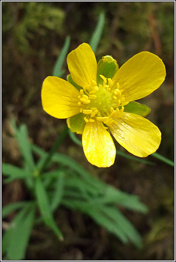 Irish Wildflowers - Goldilocks buttercup, Ranunculus auricomus