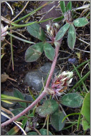 Irish Wildflowers - Rough Clover, Trifolium scabrum